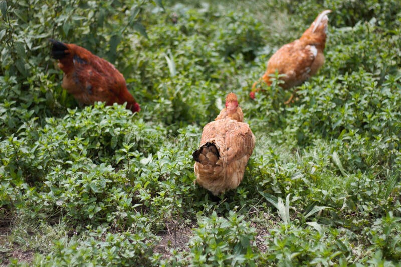 Chickens and Hens on the Farm Stock Photo - Image of animals, hens ...
