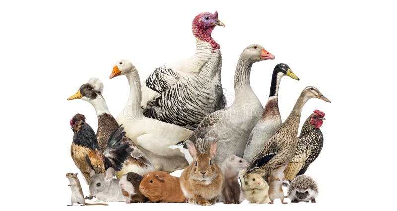 Group of Farm Birds and Rodents, Isolated Stock Image - Image of animal ...