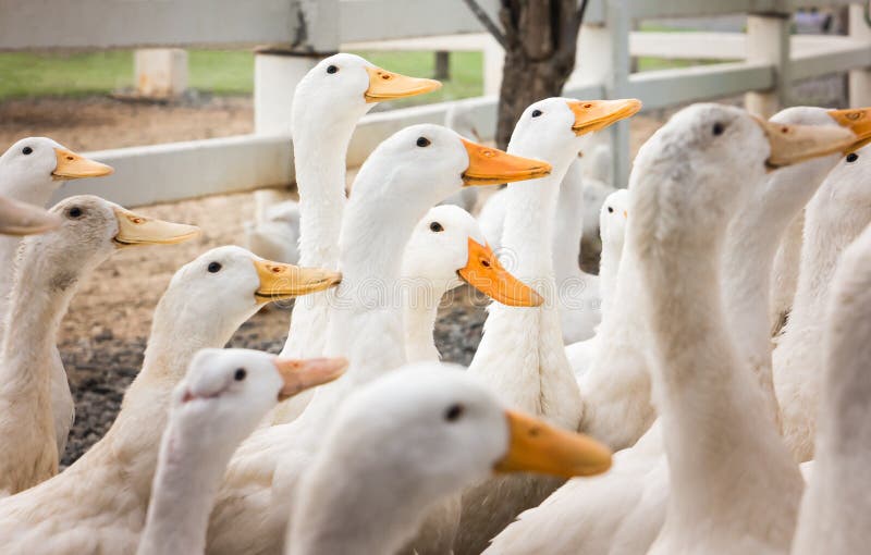 463 Duck Facing Stock Photos - Free & Royalty-Free Stock Photos from ...