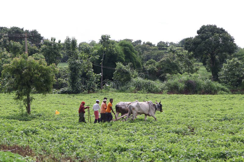 A Group of Farmers in the Field Editorial Photo - Image of rural ...