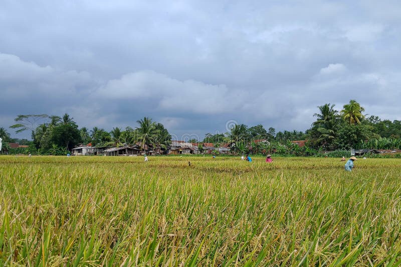 A Group of Farmers Using a Blue Rice Mill in the Middle of Rice Fields ...