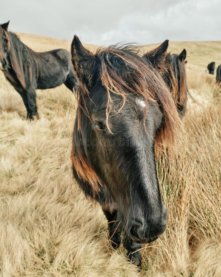 Group of Fell Ponies Grazing in a Golden Meadow. Stock Photo - Image of ...