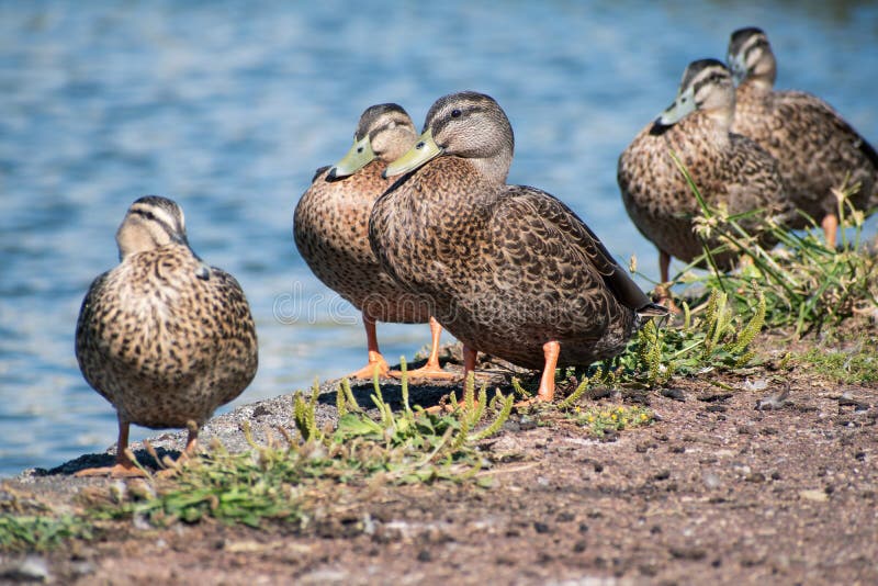 Group of Female Mallard Ducks on the Riverbank Stock Photo - Image of ...