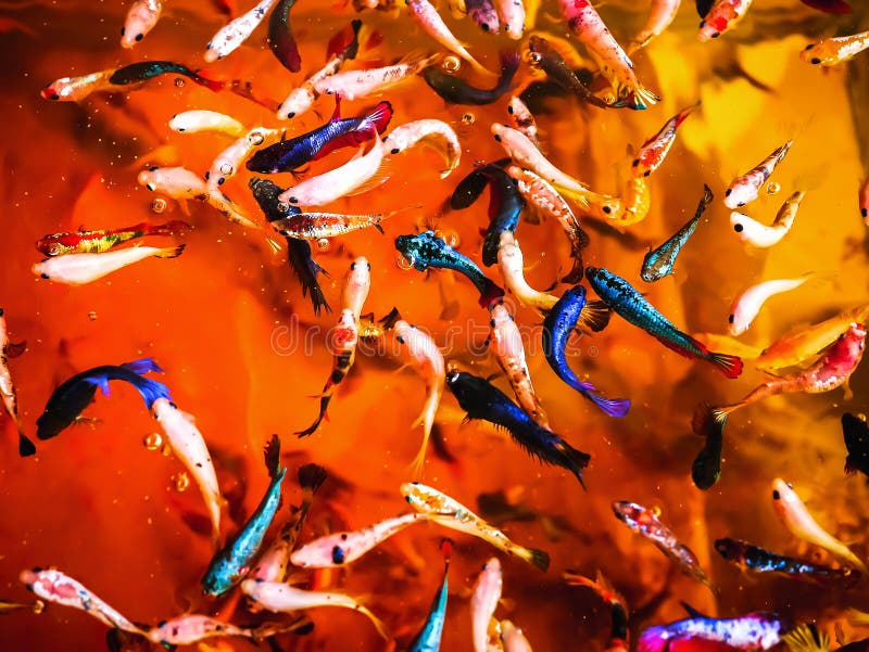 The Group of Female Multi Coloured Betta Fish in a Tank. Stock Photo ...