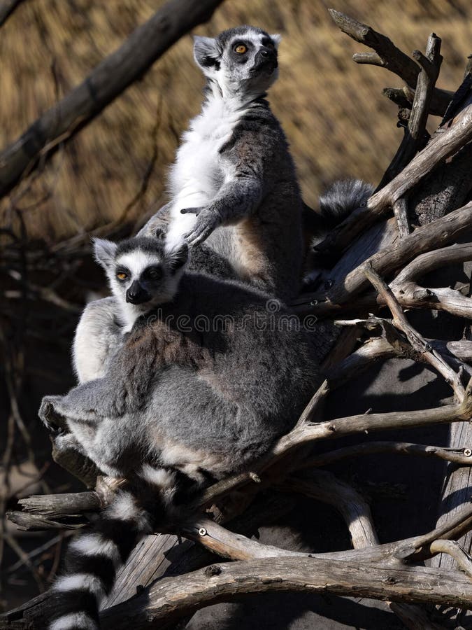 Group of Ring-tailed Lemurs, Lemur Catta, Sit on a Trunk and Look ...