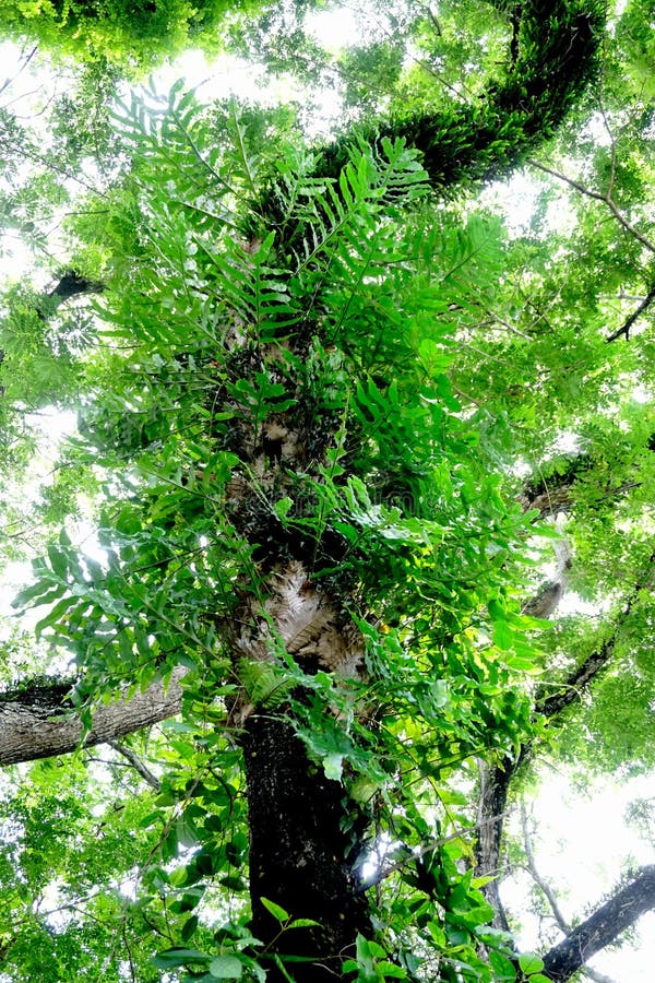 Group of Fern on Tree, Low Angle View, Nature Stock Image - Image of ...