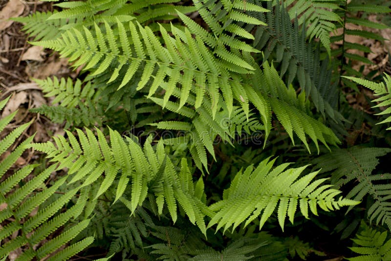 Group of ferns stock photo. Image of setting, vine, backlit - 99970454
