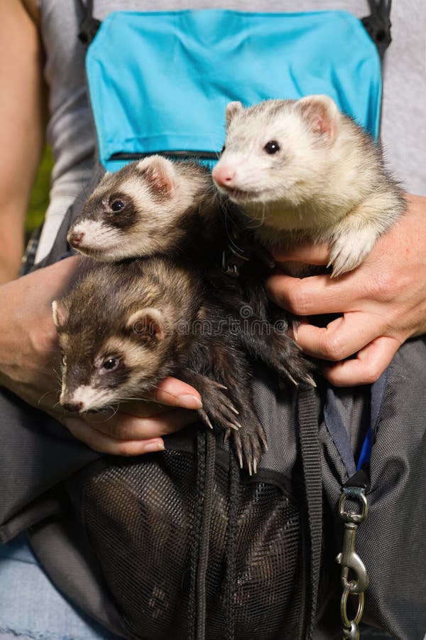 Three Ferrets Resting in Soft Pouch between Running in Summer Park ...
