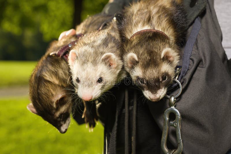 Three Ferrets Resting in Soft Pouch between Running in Summer Park ...