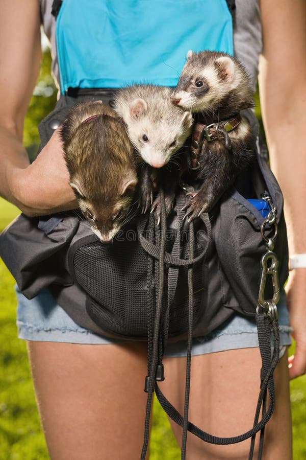Three Ferrets Resting in Soft Pouch between Running in Summer Park ...