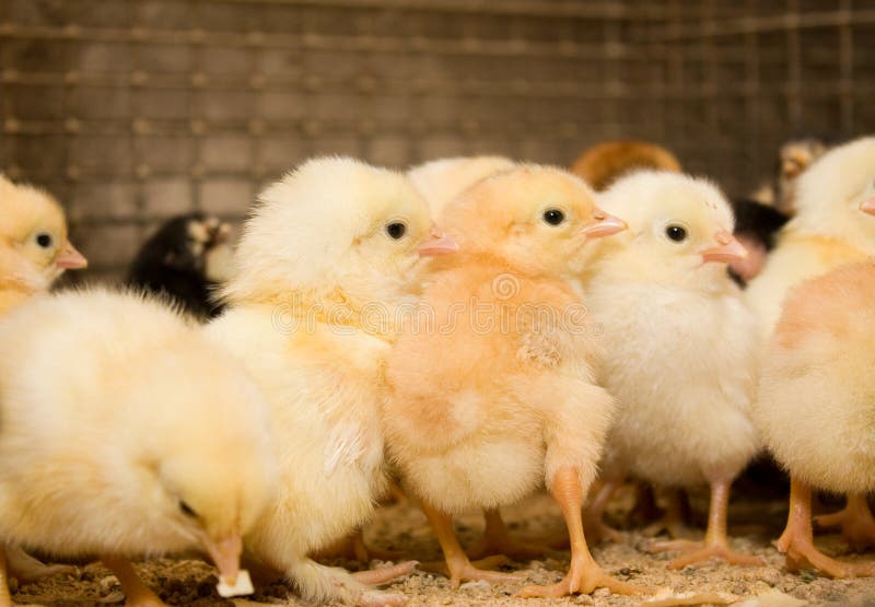 Group of Few Days Old Baby Chicken Stock Photo - Image of broiler ...