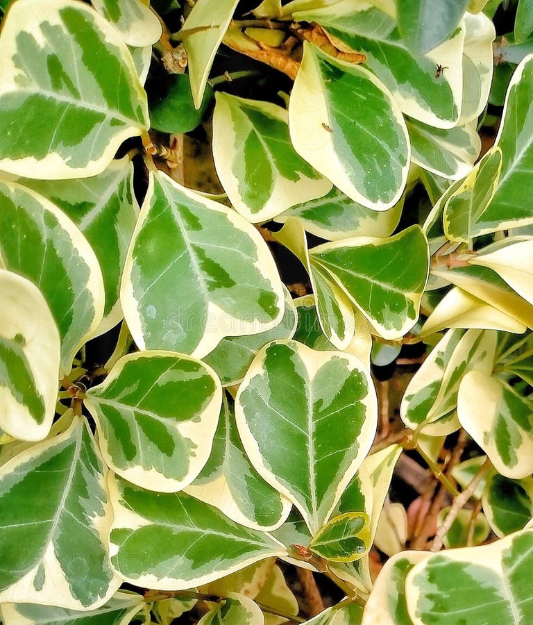 A Group of Ficus Triangularis Leaves Stock Photo - Image of ficus ...