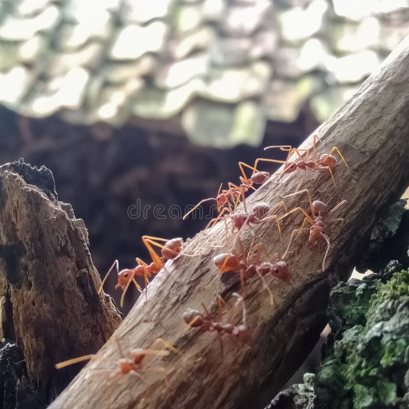 A Group of Fire Ant Looking for Food Stock Image - Image of food, fire ...