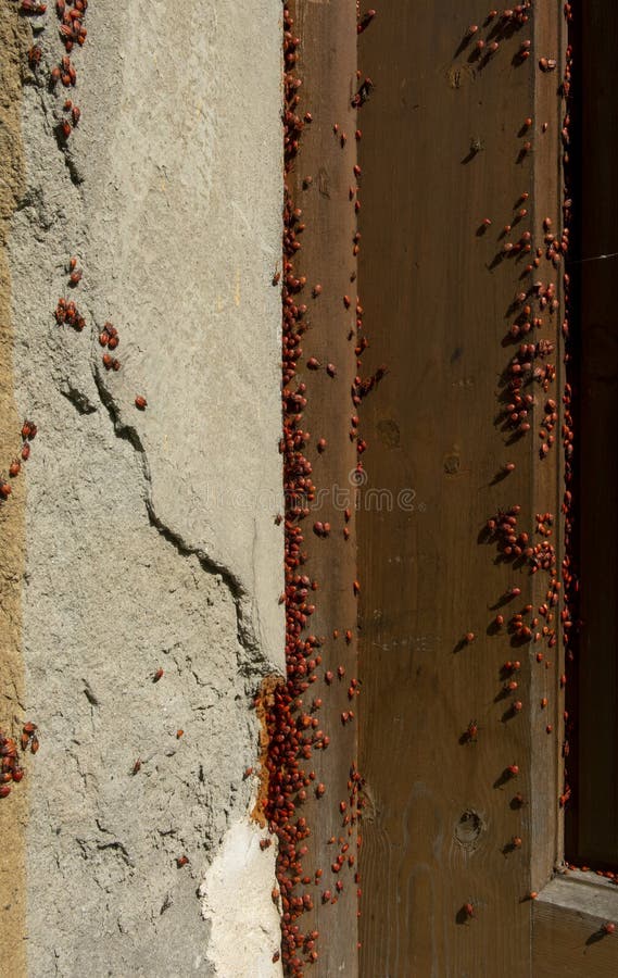 A Group of Firebugs (Pyrrhocoris Apterus). an Aggregation of Firebugs ...