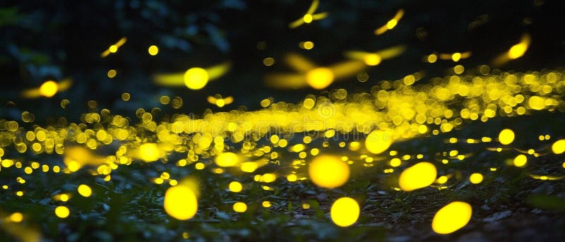 "Group of Fireflies Lighting Up a Dark Forest at Night" Stock ...
