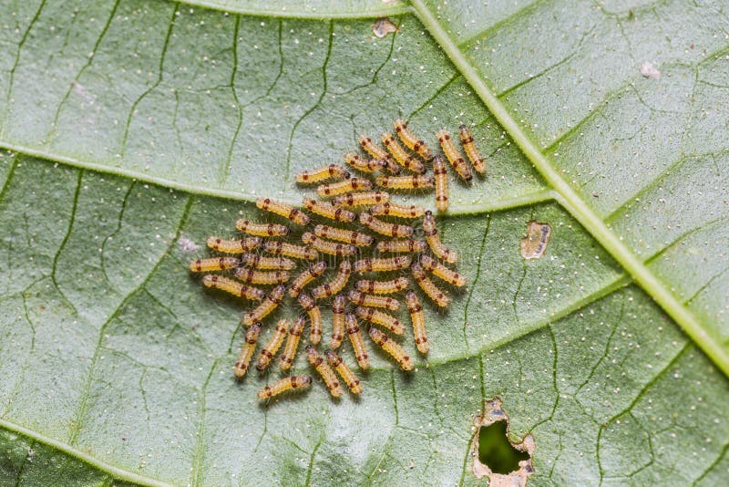 Group of moth caterpillars stock photo. Image of nature - 112309378