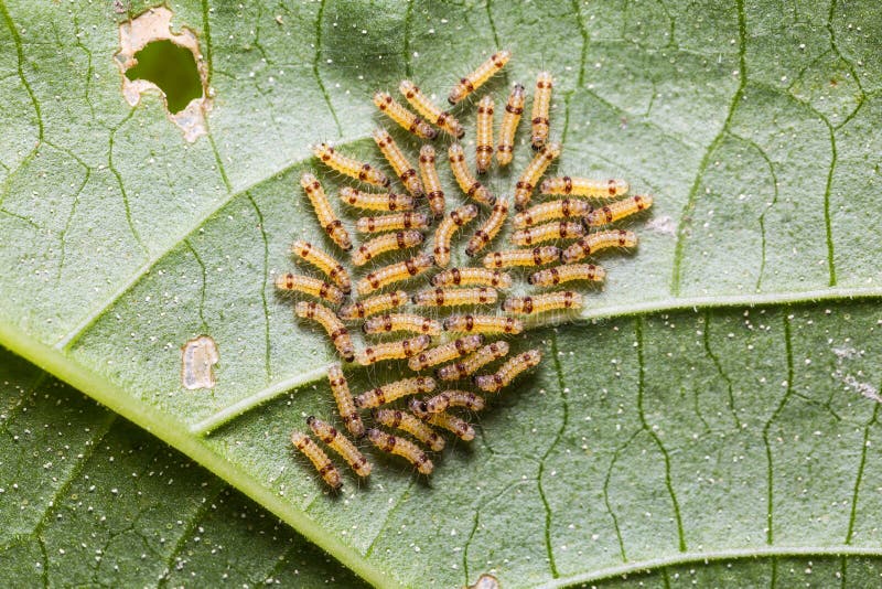 Group of moth caterpillars stock image. Image of animal - 112309379