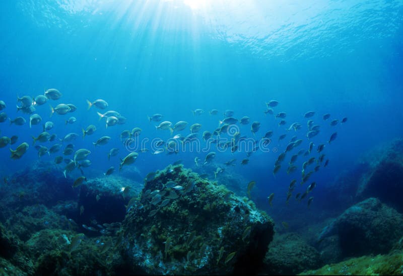 Group of fish stock image. Image of deep, dive, underwater - 2613043