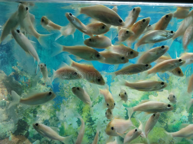 Group of Fish in the Aquarium Tank Stock Photo - Image of underwater ...