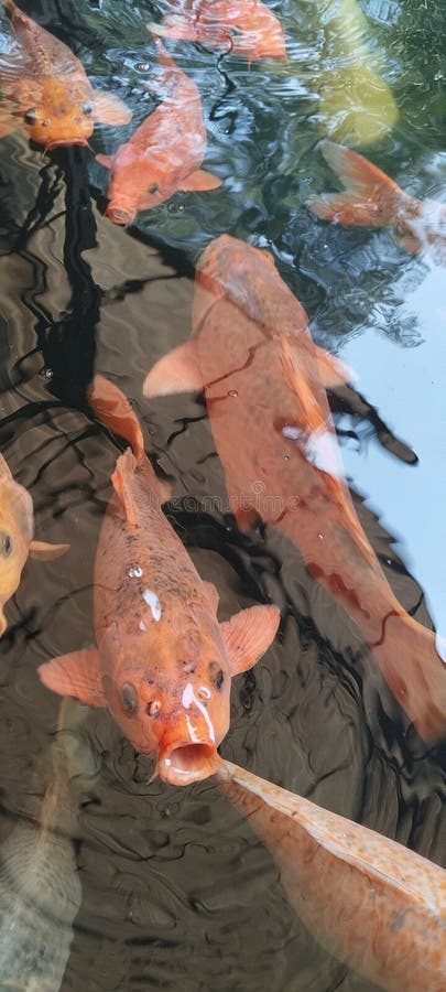 A Group of Fish Asking for Food Stock Photo - Image of yellow, askig ...