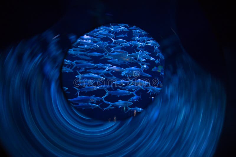 Group of fish stock image. Image of ocean, backlit, shaft - 169451611