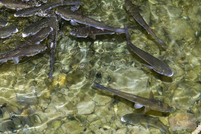 Group of fish stock image. Image of nature, environment - 77104729
