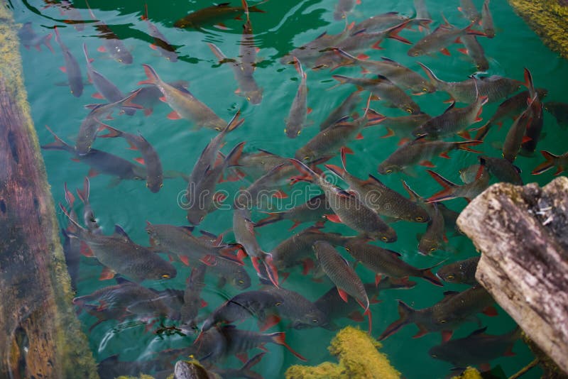 216 Top View Fish Group Swimming Lake Water Stock Photos - Free ...