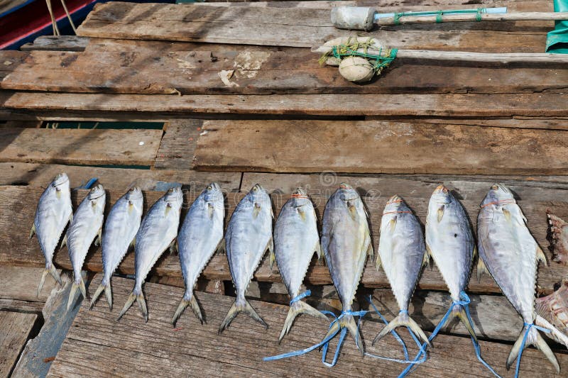 Group of Fish in Different Sizes in a Row on Wooden Pier Stock Image ...