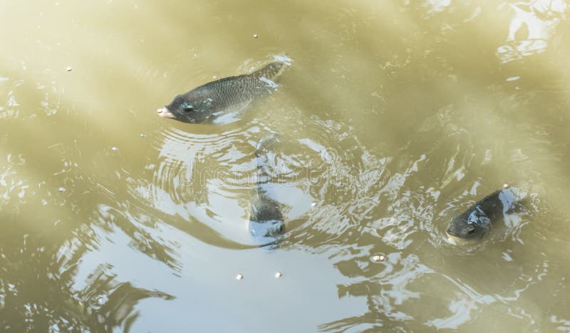 Group of Fish Eating Food on Water Surface Stock Image - Image of farm ...