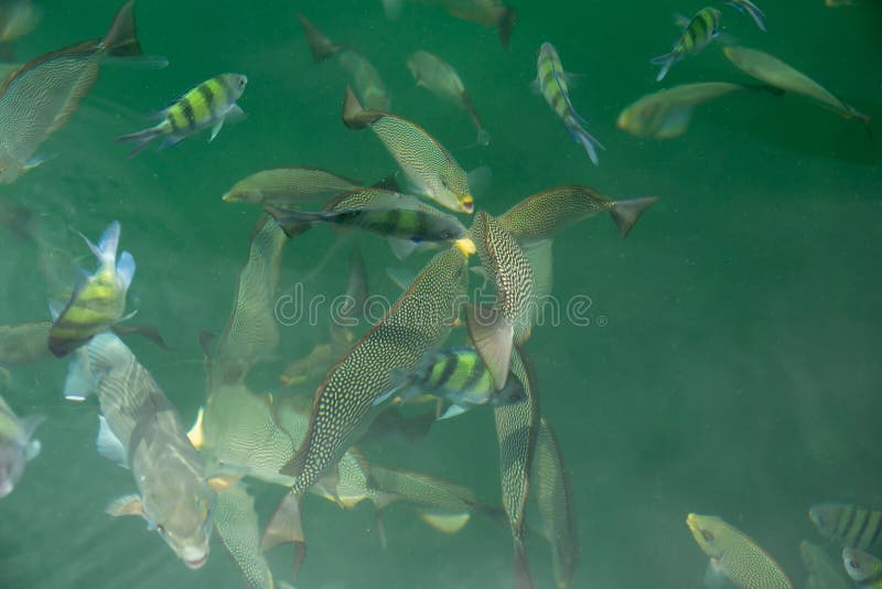 Group of Fish Eating Food in the Sea View on the Boat. Stock Photo ...