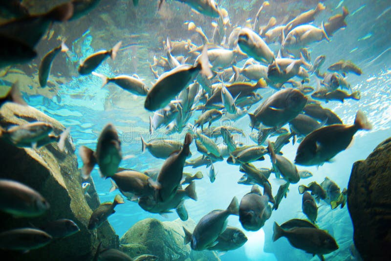 Group of fish i stock photo. Image of fish, salt, light - 44519502