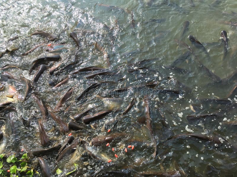 Group of fish in lake stock image. Image of aquarium - 123027151