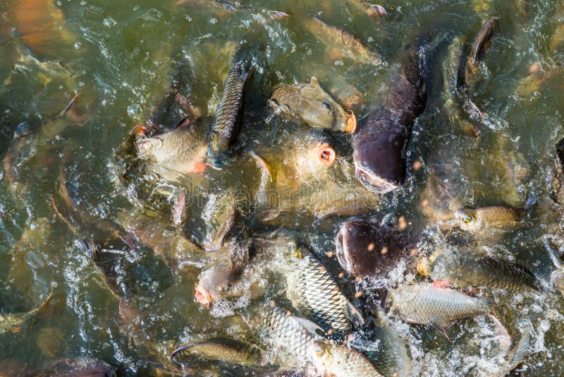 Group of fish in lake stock photo. Image of food, lake - 185781874