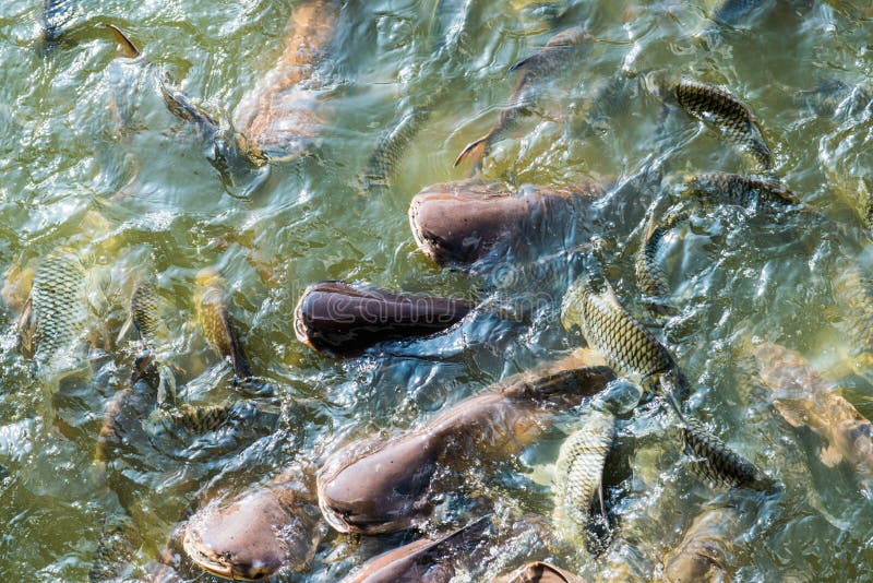 Group of fish in lake stock image. Image of fishing - 185781569