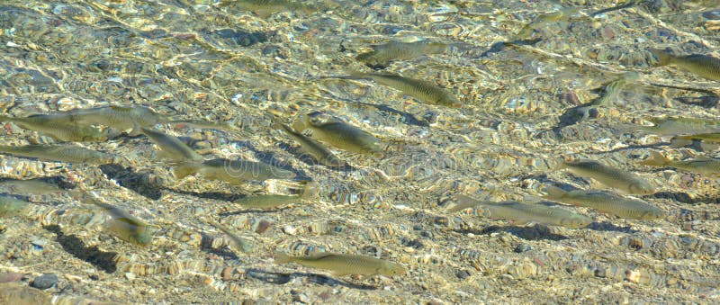 Group of Fish in the Lake Waves Stock Photo - Image of swimming, water ...