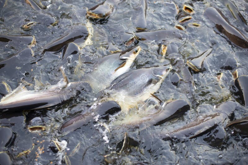 A Group of Fish that Live Together Densely Stock Photo - Image of ...