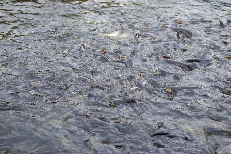 A Group of Fish that Live Together Densely Stock Image - Image of ...