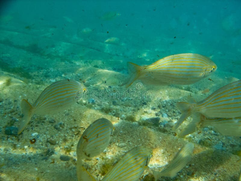 Group of Fish Near the Seabed Stock Image - Image of ecosystem ...