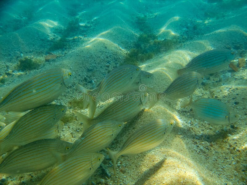 Group of Fish Swimming in Aquarium Stock Image - Image of aquarium ...