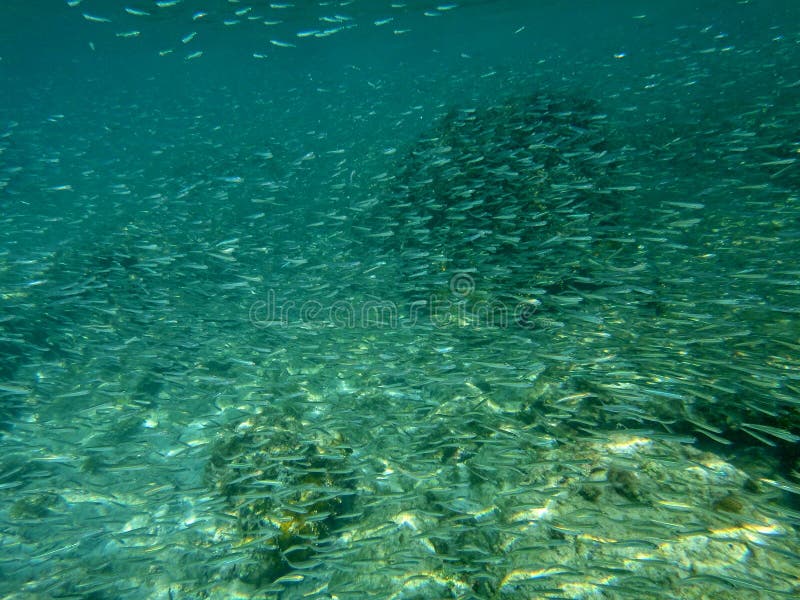 A group of fish stock photo. Image of shoal, live, nature - 37099188
