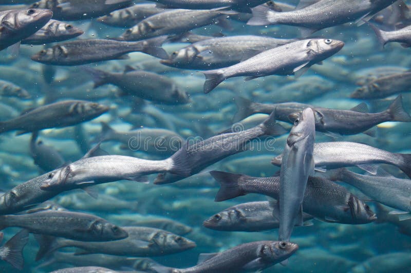 Group of Fish in the Ocean, Blue Background Stock Photo - Image of ...