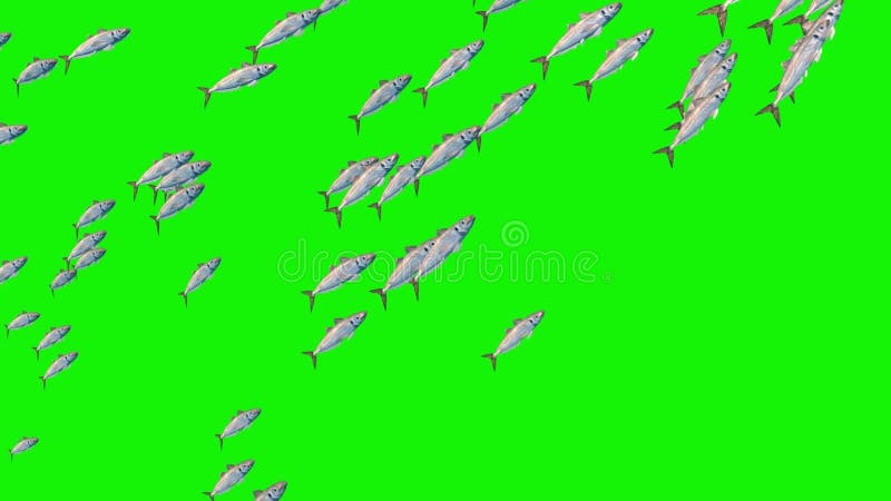 Group of Fish Ocean Sea Green Screen 3D Animation Rendering Stock Video ...