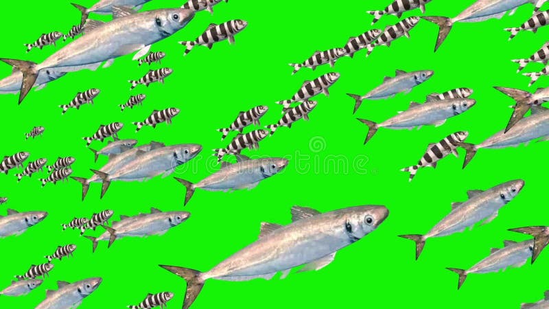 Group of Fish Ocean Sea Green Screen 3D Animation Rendering Stock Video ...