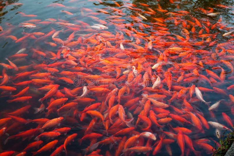 A group of fish stock photo. Image of park, fresh, tourist - 46135098