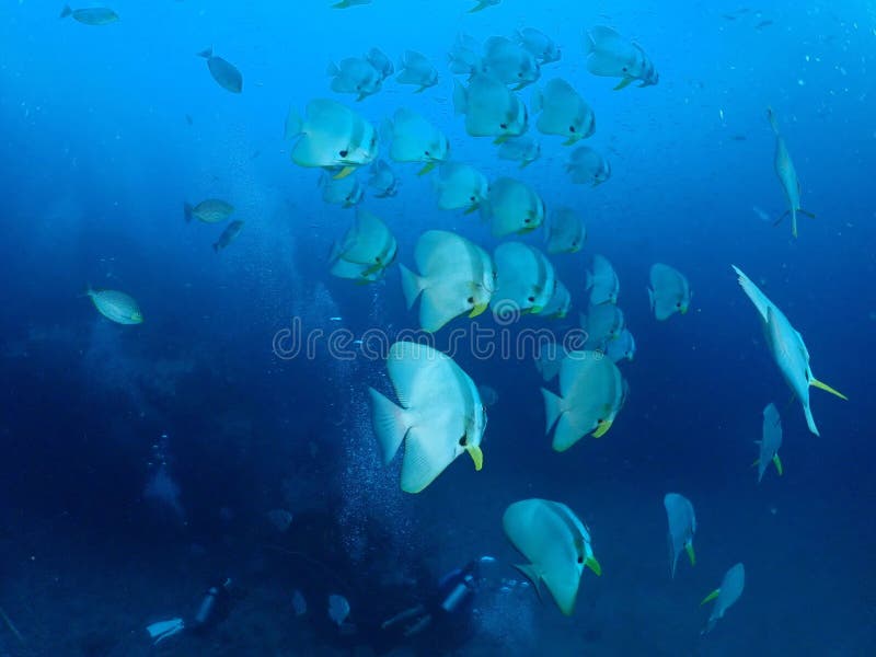 Group of Fish Swimming in the Depths of a Blue Sea Stock Photo - Image ...