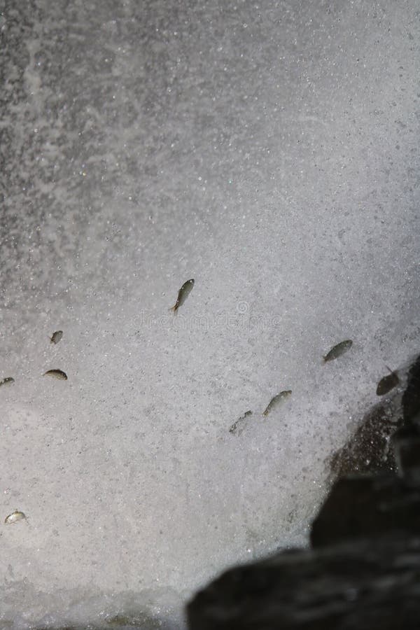 Group of Fish Swimming in a River Stock Photo - Image of river, wild ...