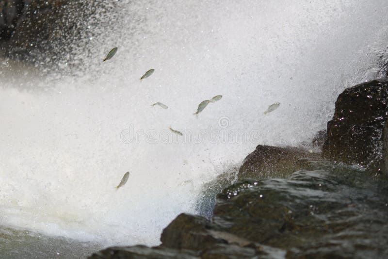 Group of Fish Swimming in a River Stock Image - Image of fish, lake ...