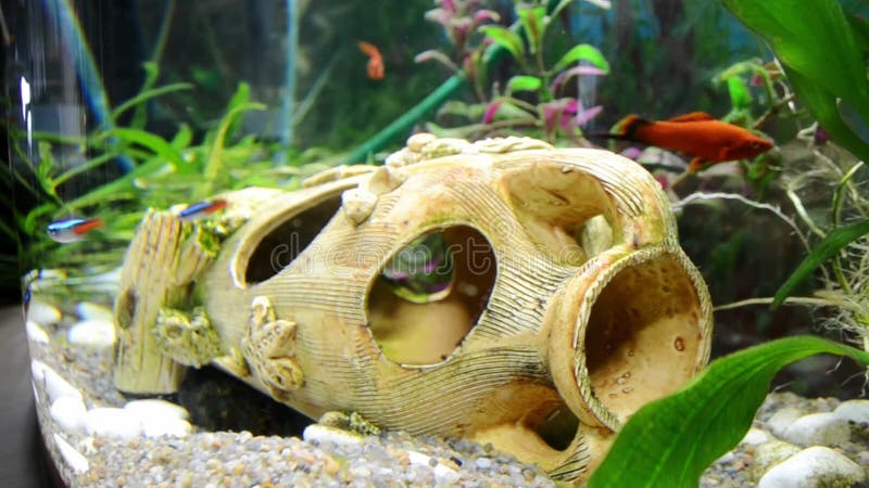 Group of Fish are Swimming in a Tank with a Large White Object in the ...