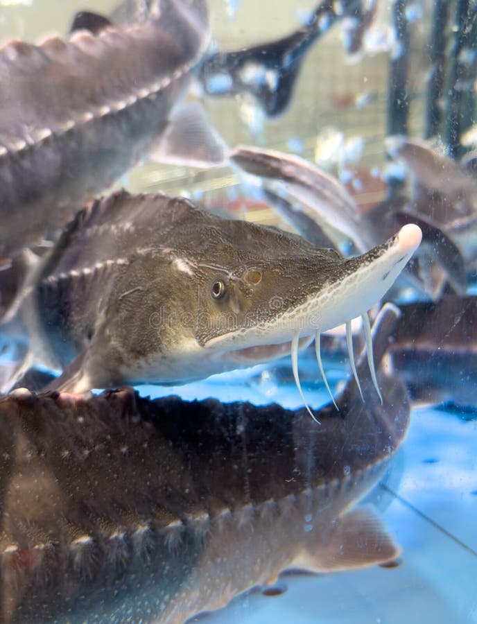A Group of Fish are Swimming in a Tank Stock Photo - Image of ocean ...