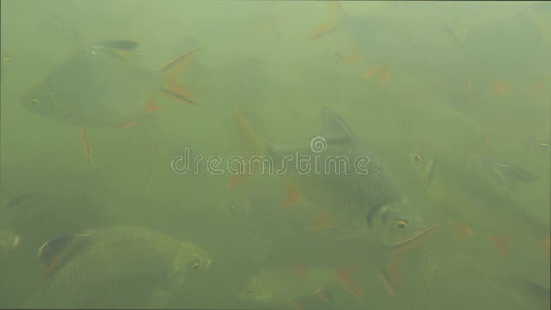 Fish swimming in river stock video. Video of nature, video - 41757085